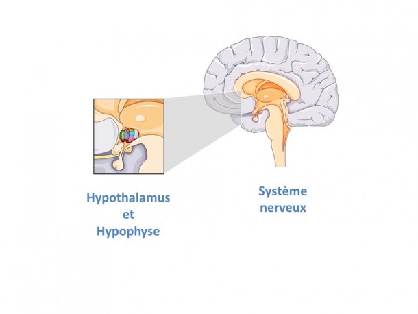 Les pathologies hypophysaires - Endocrinologie, Diabétologie et Médecine de la reproduction