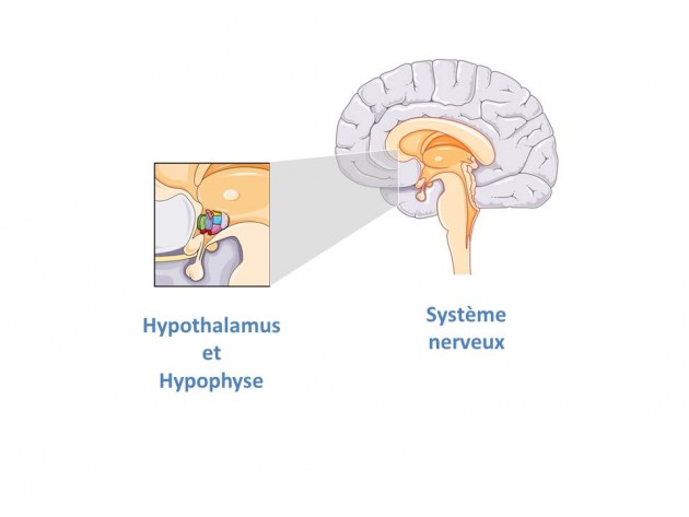 Les pathologies hypophysaires - Endocrinologie, Diabétologie et ...