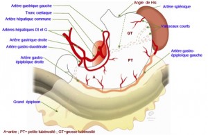 Anatomie de l'estomac - Service de chirurgie générale et digestive ...